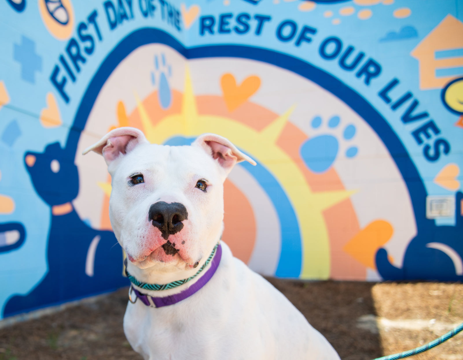 LifeLine Animal Project x Mutt Dog