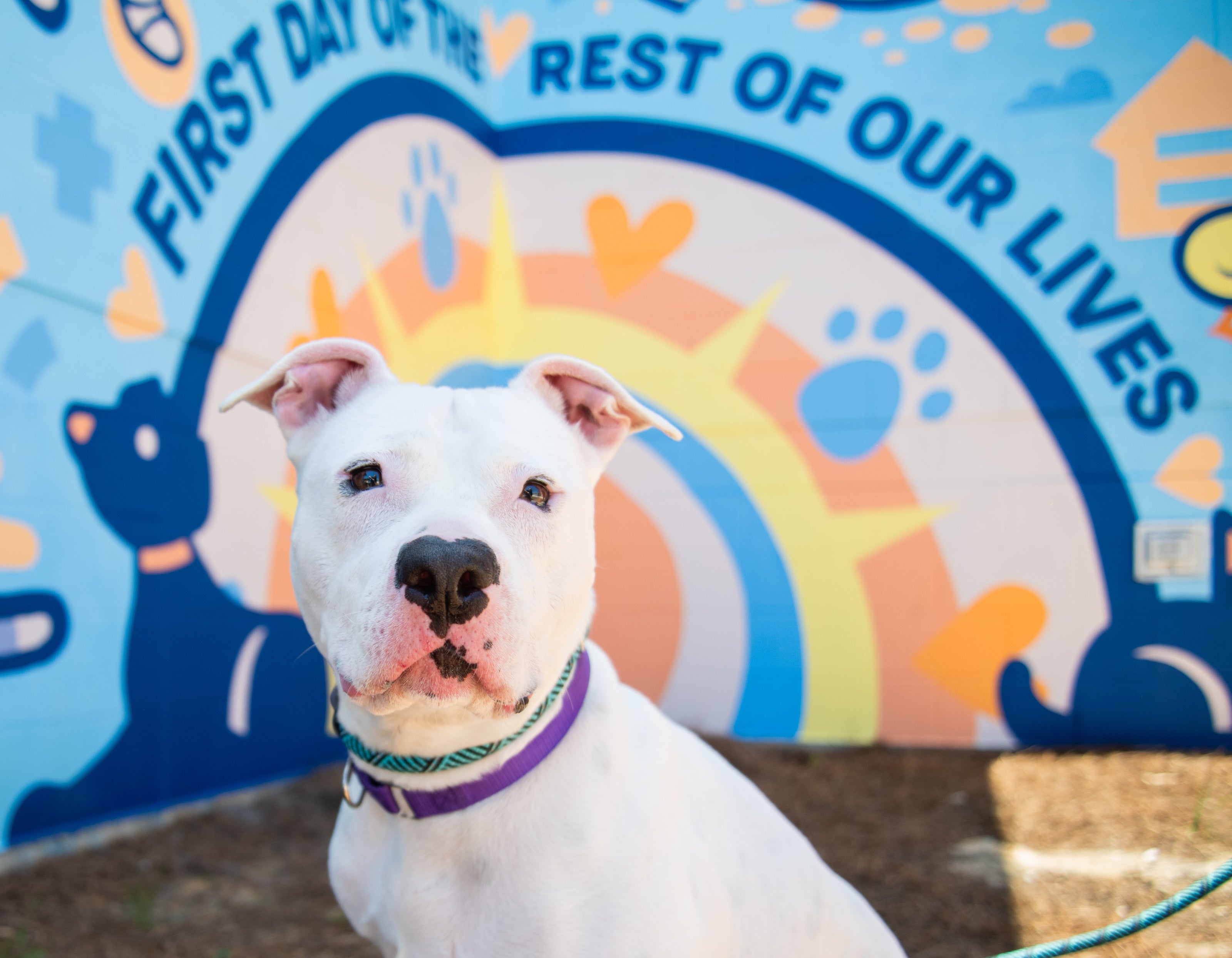 LifeLine Animal Project x Mutt Dog